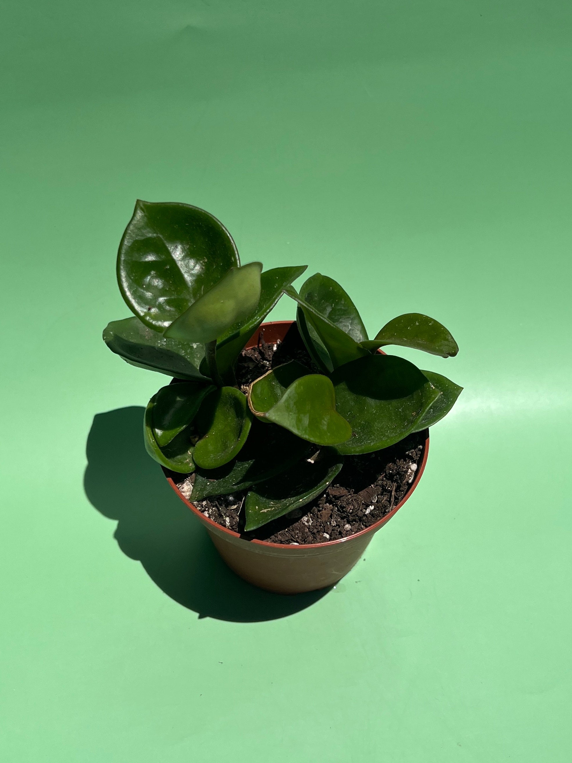 Hoya 'Chelsea' | Tillery Street Plant Company