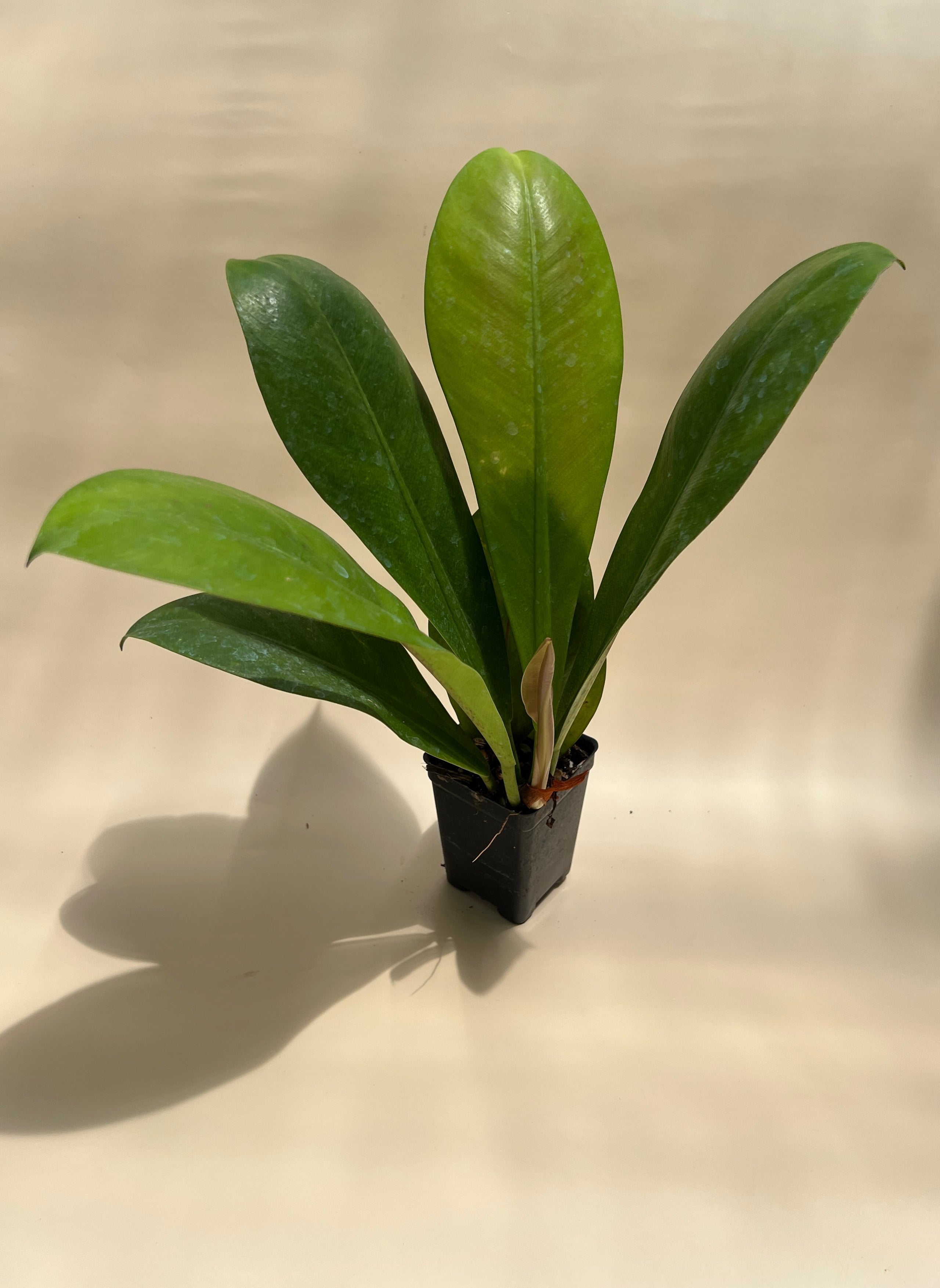 Philodendron linnaei | Tillery Street Plant Company