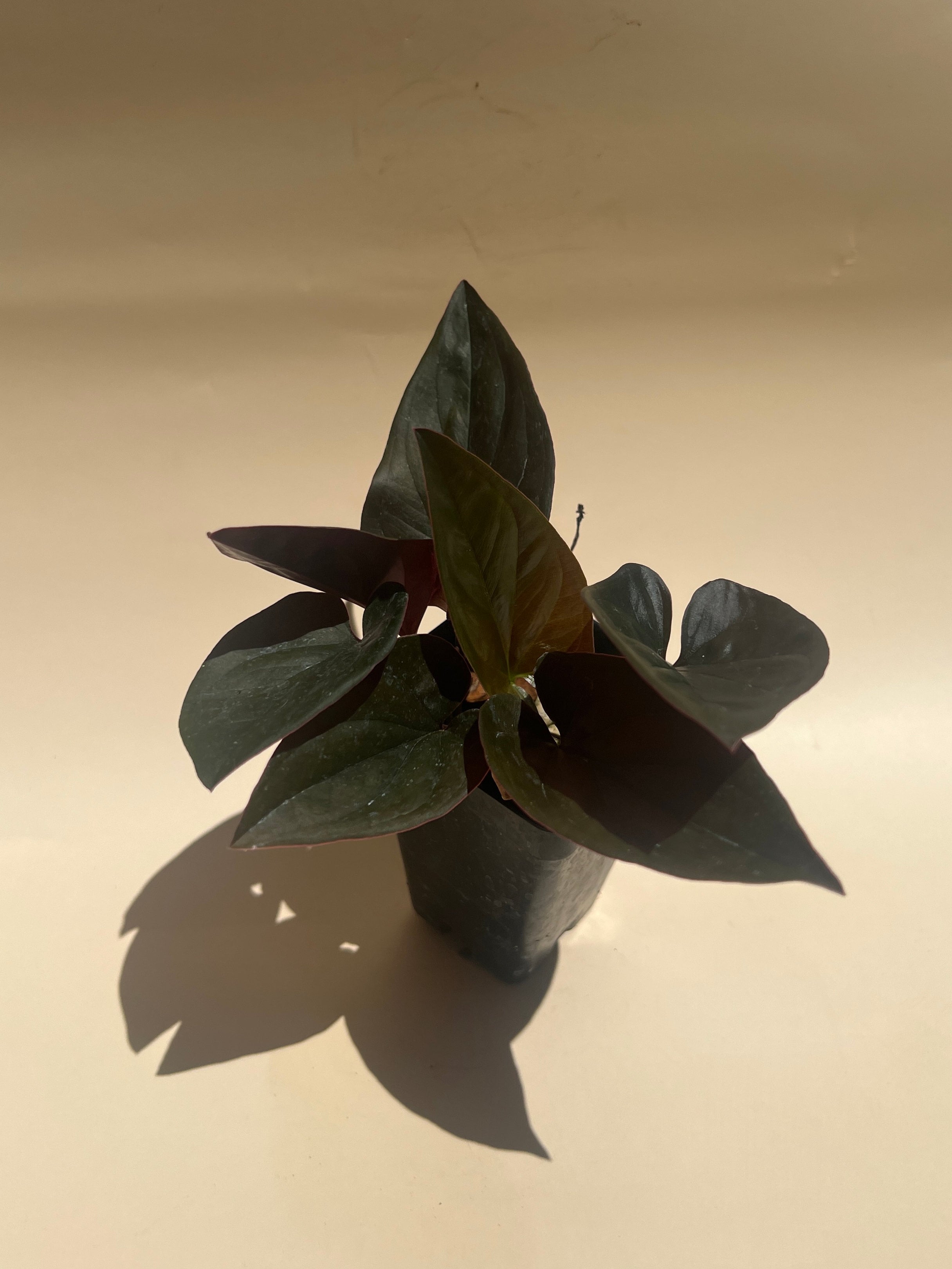 Syngonium 'Llano-Carti Road' | Tillery Street Plant Company